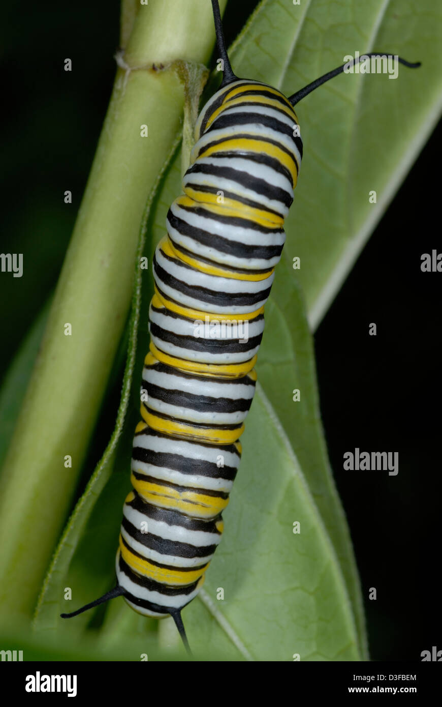 monarch butterfly caterpillar Stock Photo - Alamy