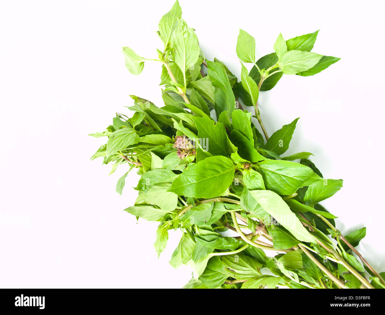 Bunch of sweet basil , Ocimum basilicum,isolated on white background ...