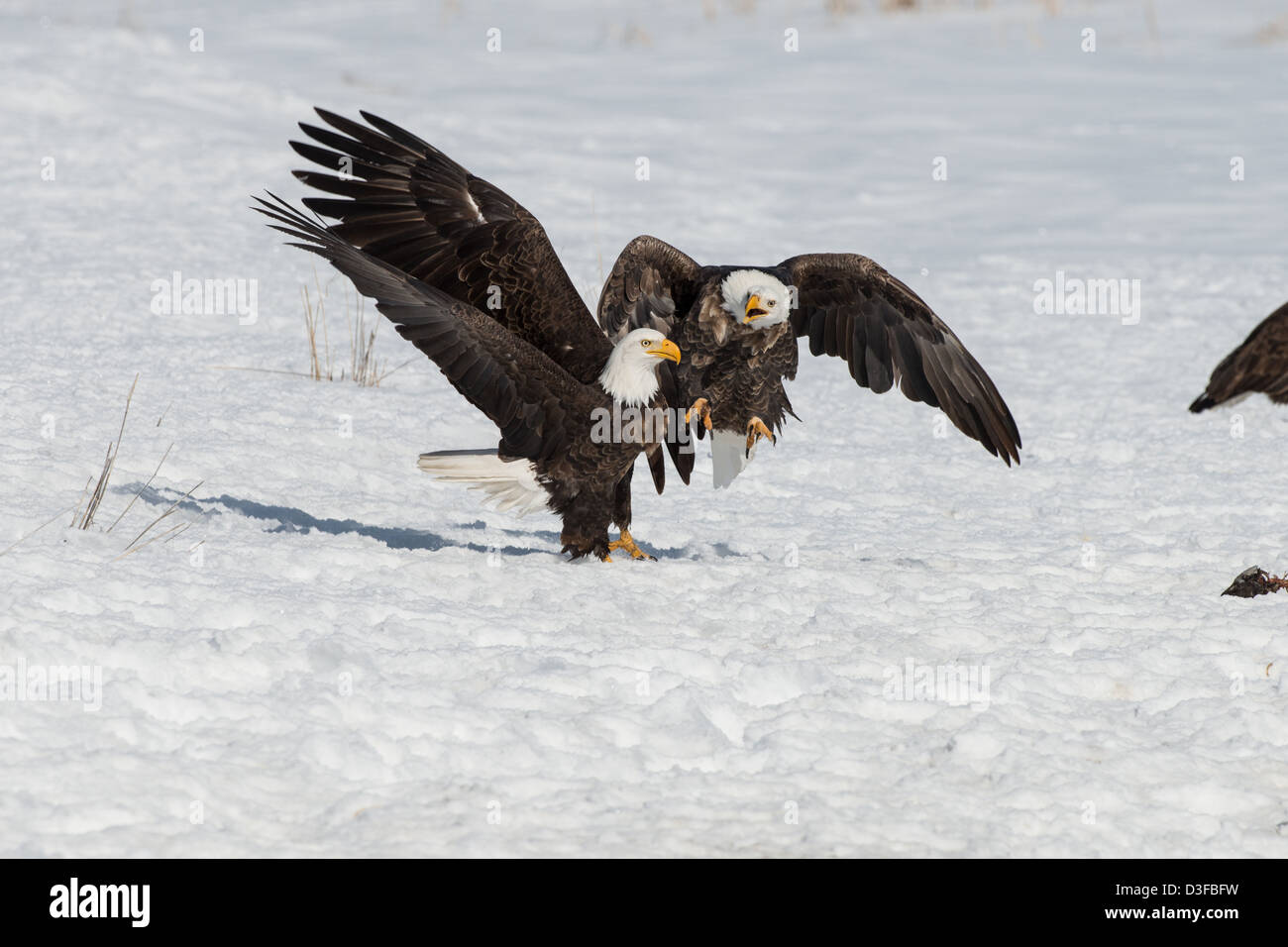 Bald eagle eagles hi-res stock photography and images - Alamy