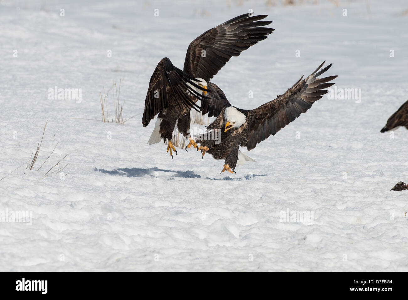Stock photo of bald eagles fighting Stock Photo - Alamy