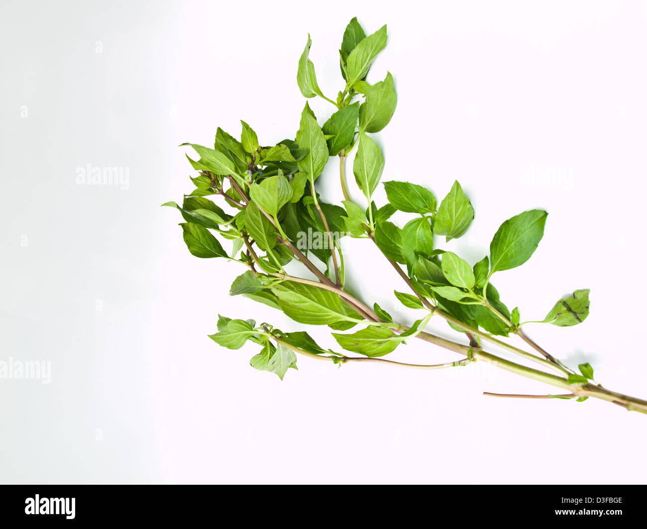 Bunch of sweet basil , Ocimum basilicum,isolated on white background ...
