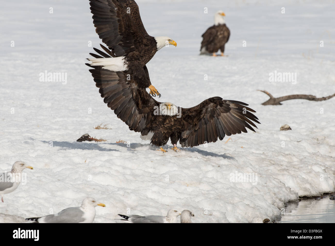 Stock photo of bald eagles fighting Stock Photo - Alamy