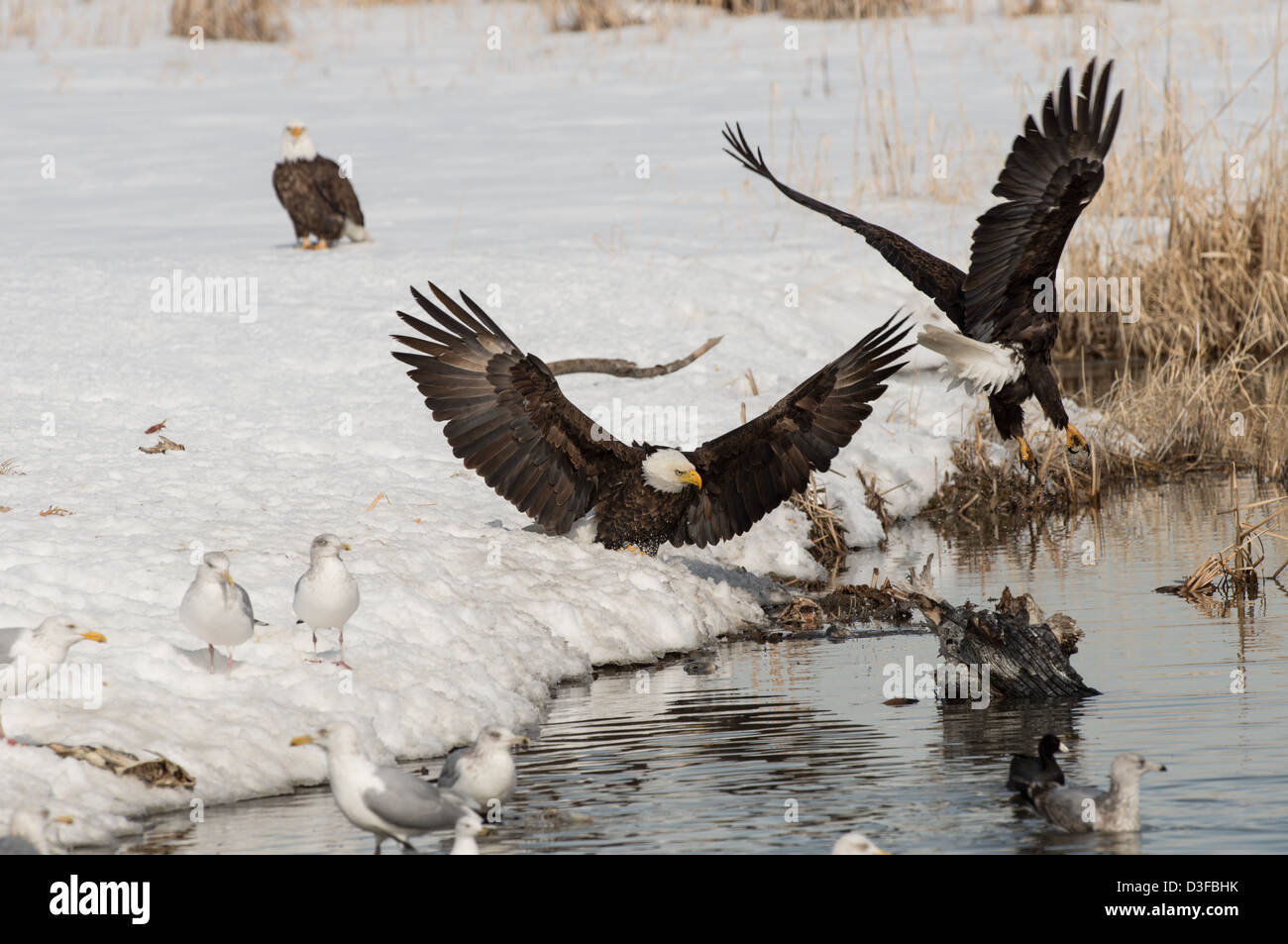 Bald eagle stock photo and image hi-res stock photography and images ...