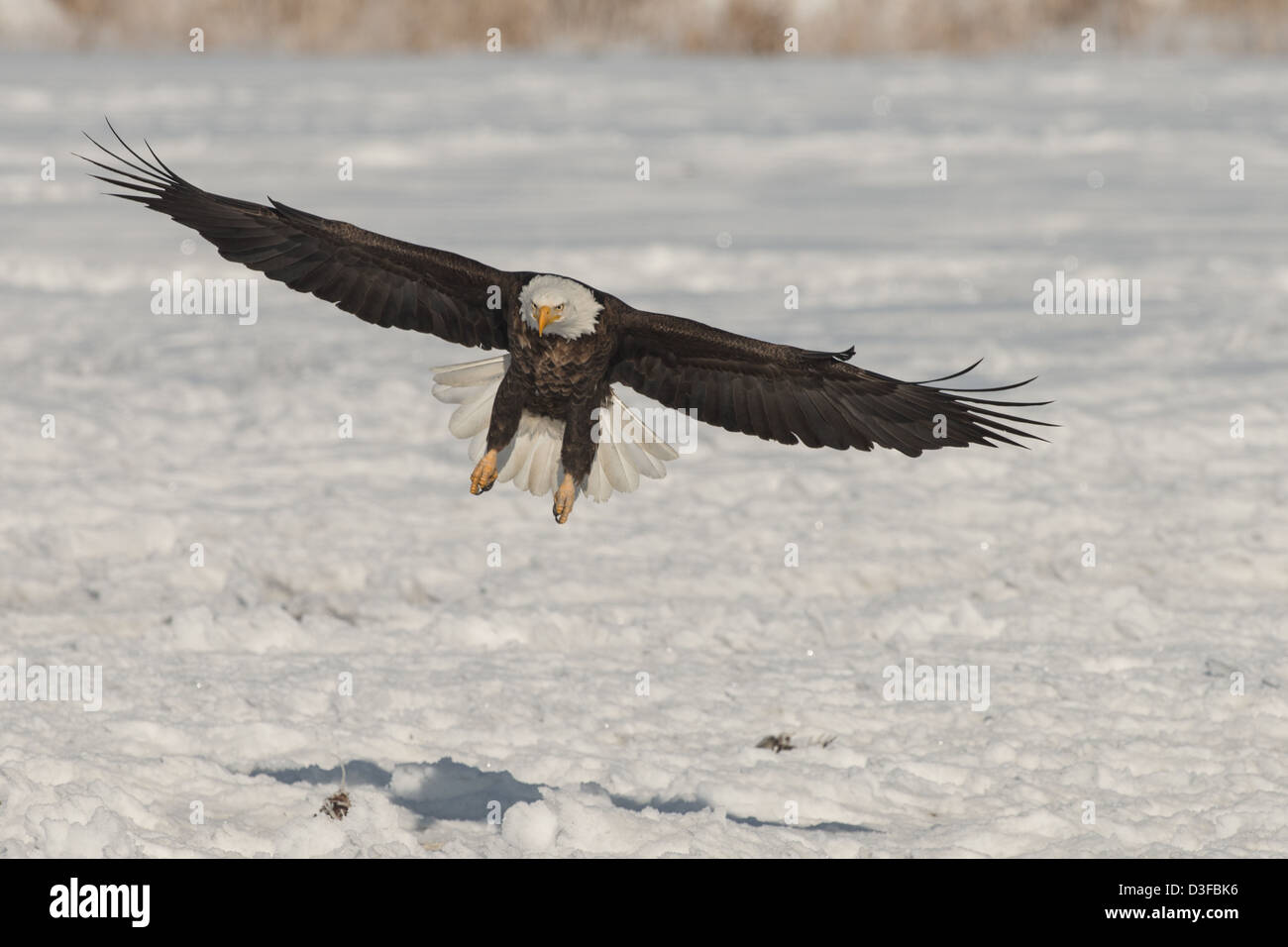 Stock photo of a bald eagle landing Stock Photo - Alamy