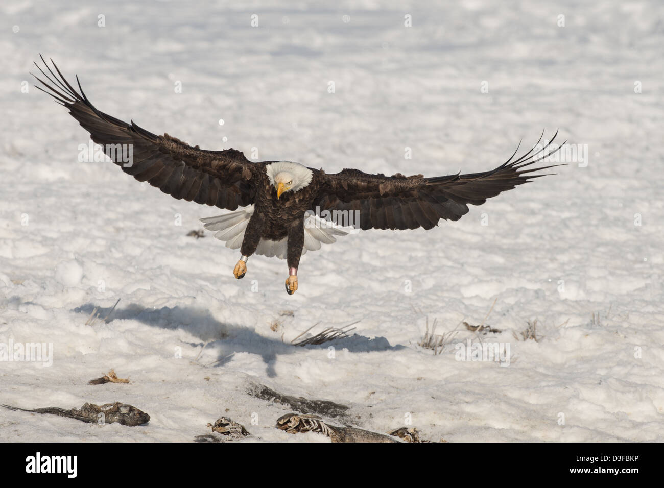 Stock photo of a bald eagle landing Stock Photo - Alamy