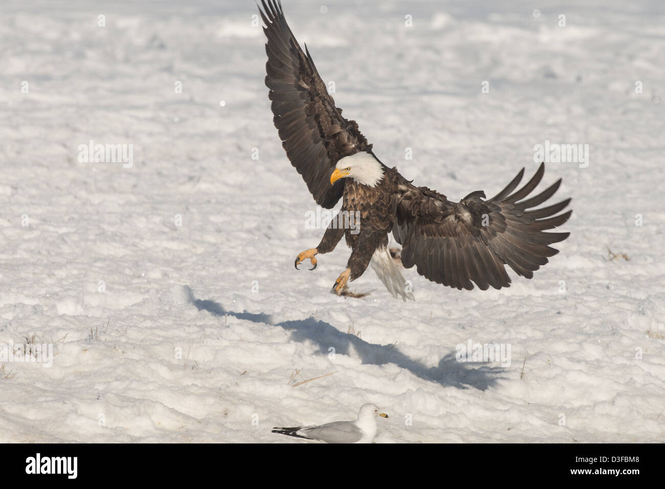 Stock photo of a bald eagle landing Stock Photo - Alamy