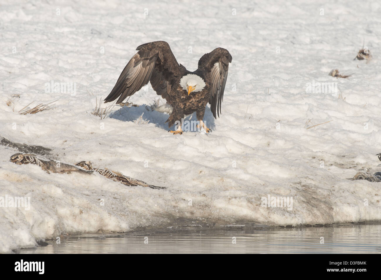 Stock photo of a bald eagle landing Stock Photo - Alamy