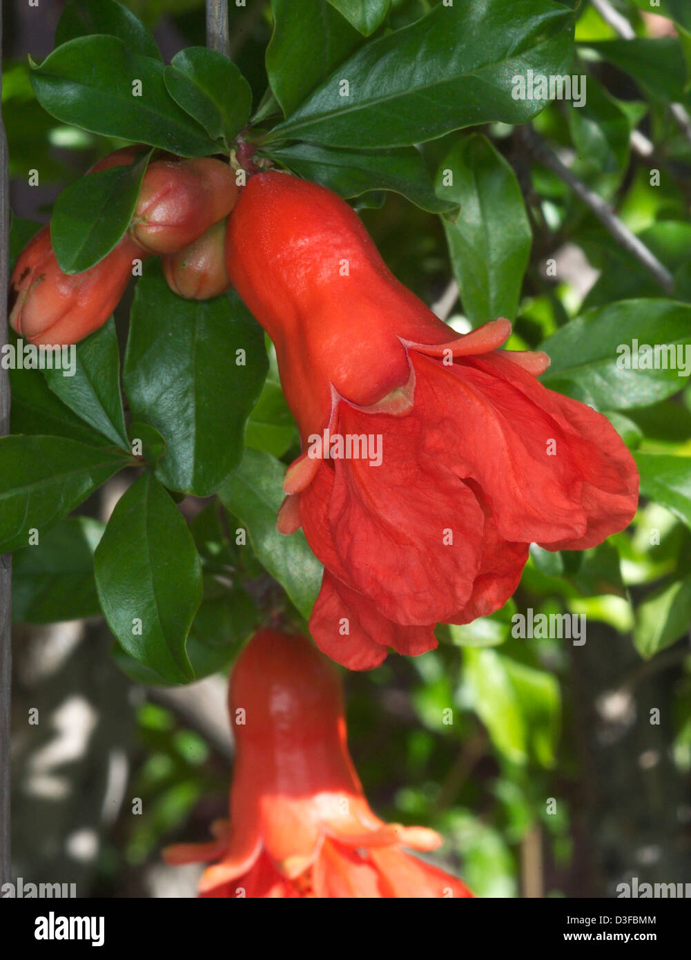 Pomegranate fruit flower hi-res stock photography and images - Alamy