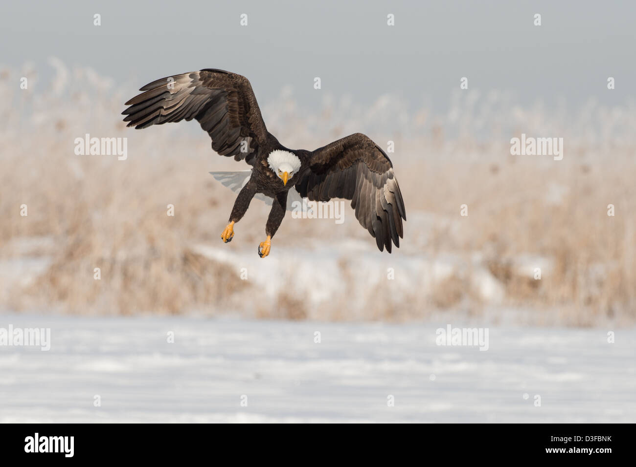 Stock photo of a bald eagle landing Stock Photo - Alamy