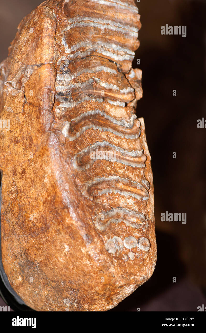 Molar tooth hi-res stock photography and images - Alamy