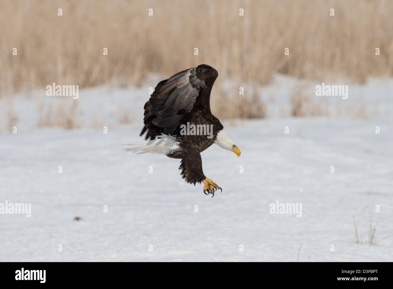 Stock photo of a bald eagle landing Stock Photo - Alamy