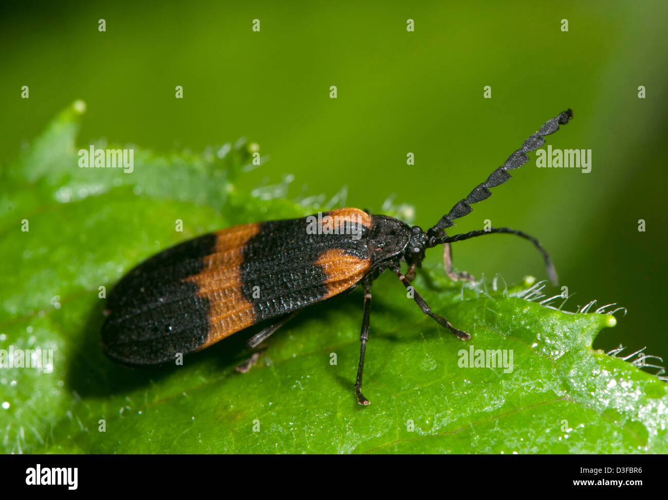 Winged beetle hi-res stock photography and images - Alamy