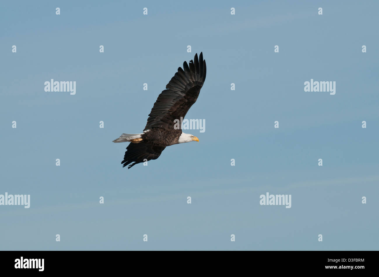 Eagles Fly Stock Photos & Eagles Fly Stock Images - Alamy