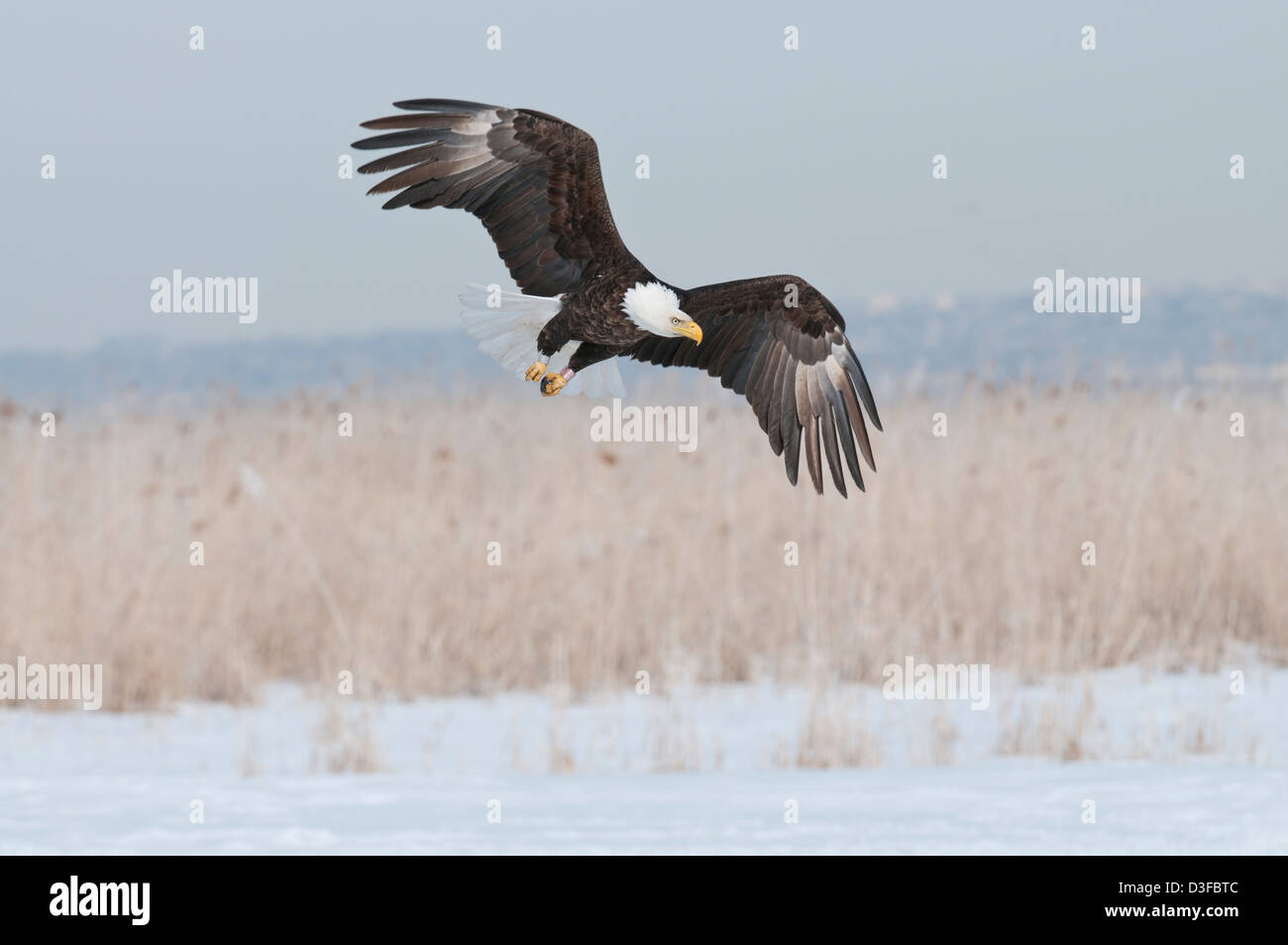 Bald eagle landing hi-res stock photography and images - Alamy