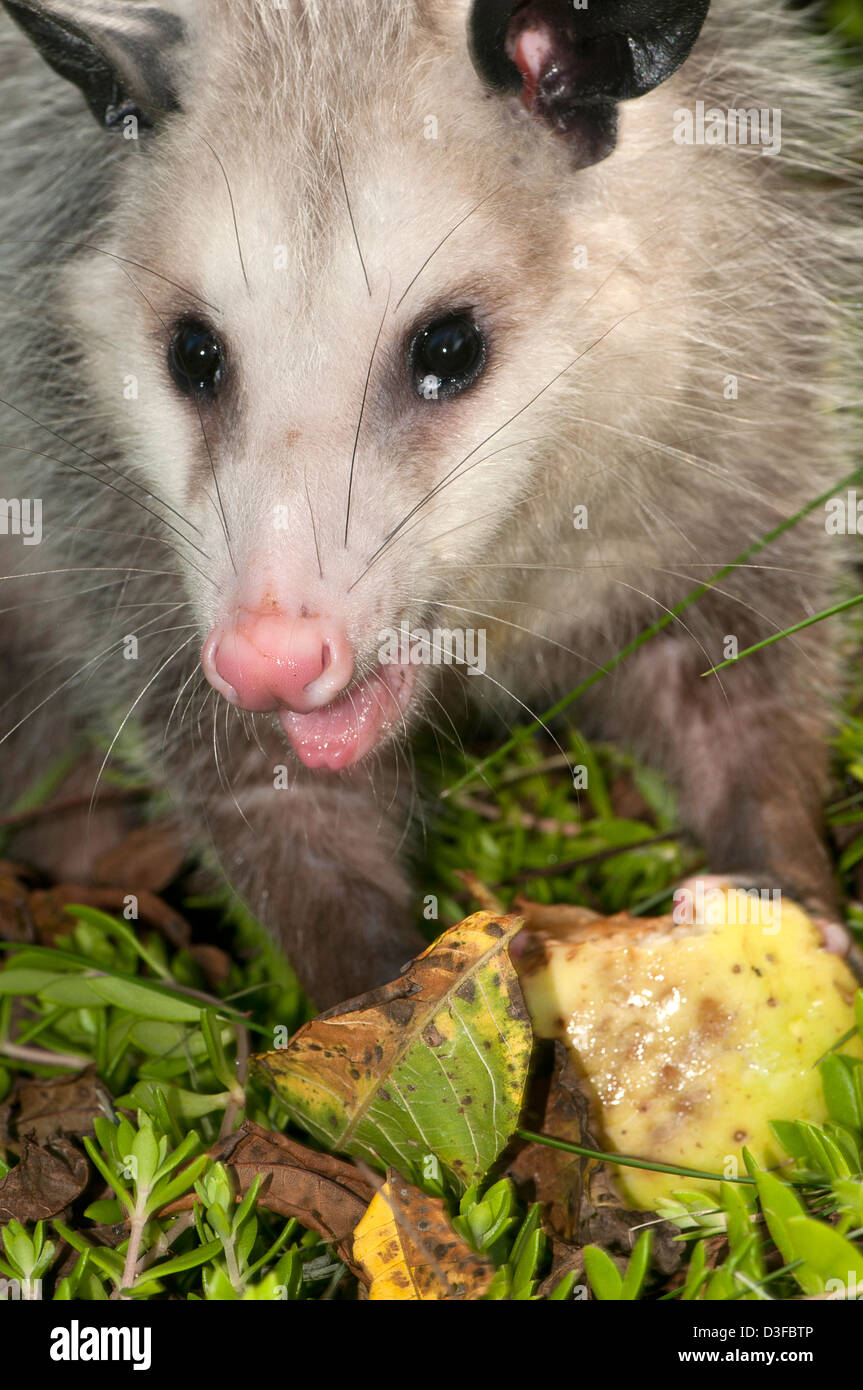 Young male Virginia opossum, Didelphis virginiana Stock Photo - Alamy