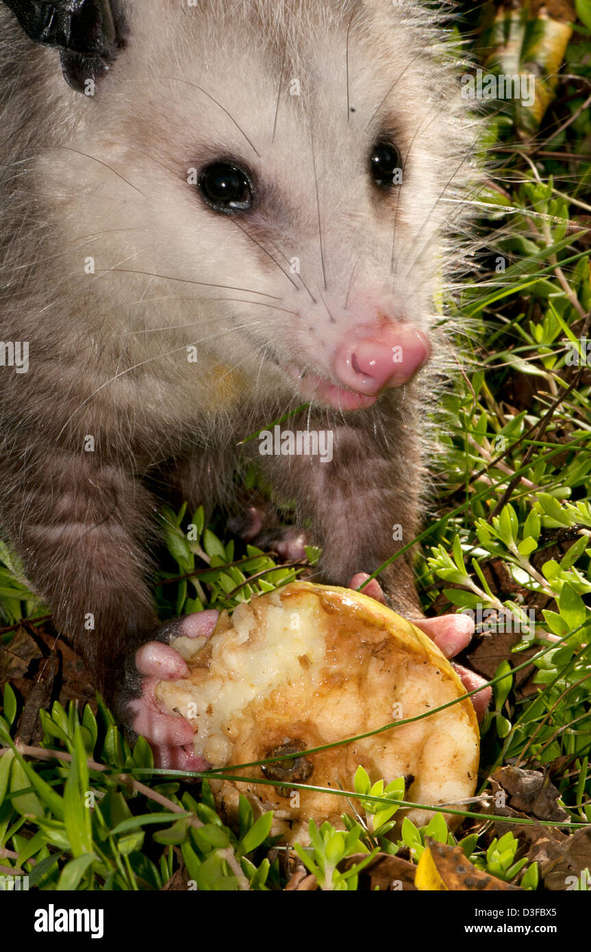 Young male Virginia opossum, Didelphis virginiana Stock Photo - Alamy