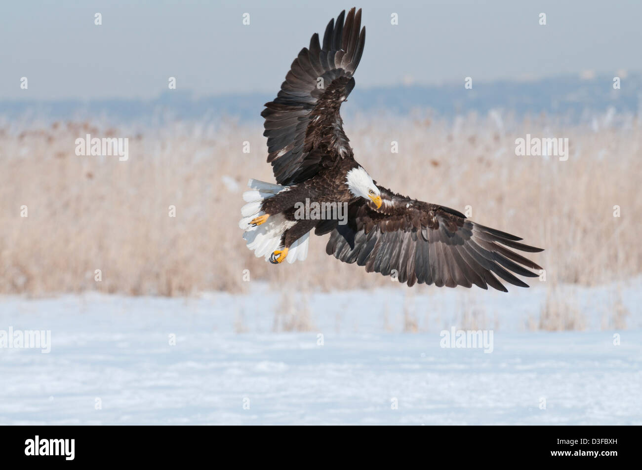 Stock photo of a bald eagle landing Stock Photo - Alamy