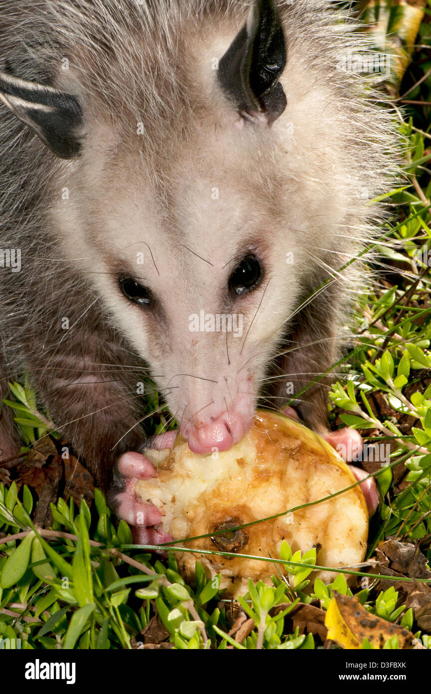 Young male Virginia opossum, Didelphis virginiana Stock Photo - Alamy