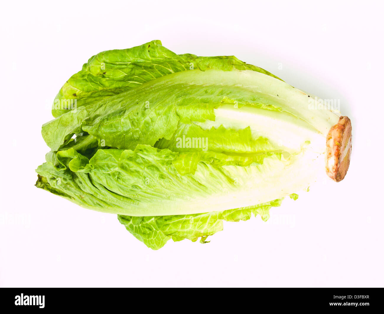 Fresh cos salad isolated on white background Stock Photo - Alamy