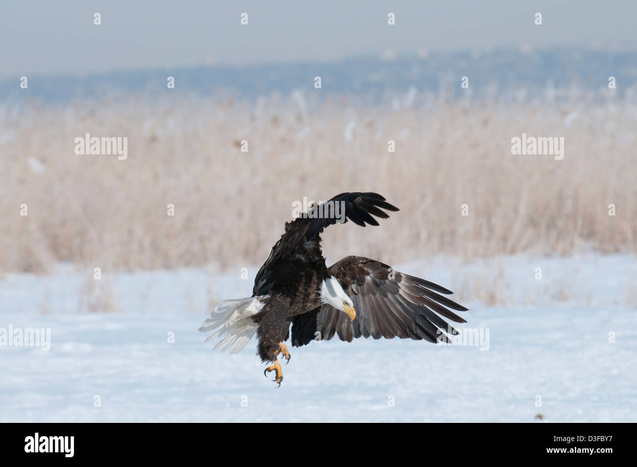 Stock photo of a bald eagle landing Stock Photo - Alamy