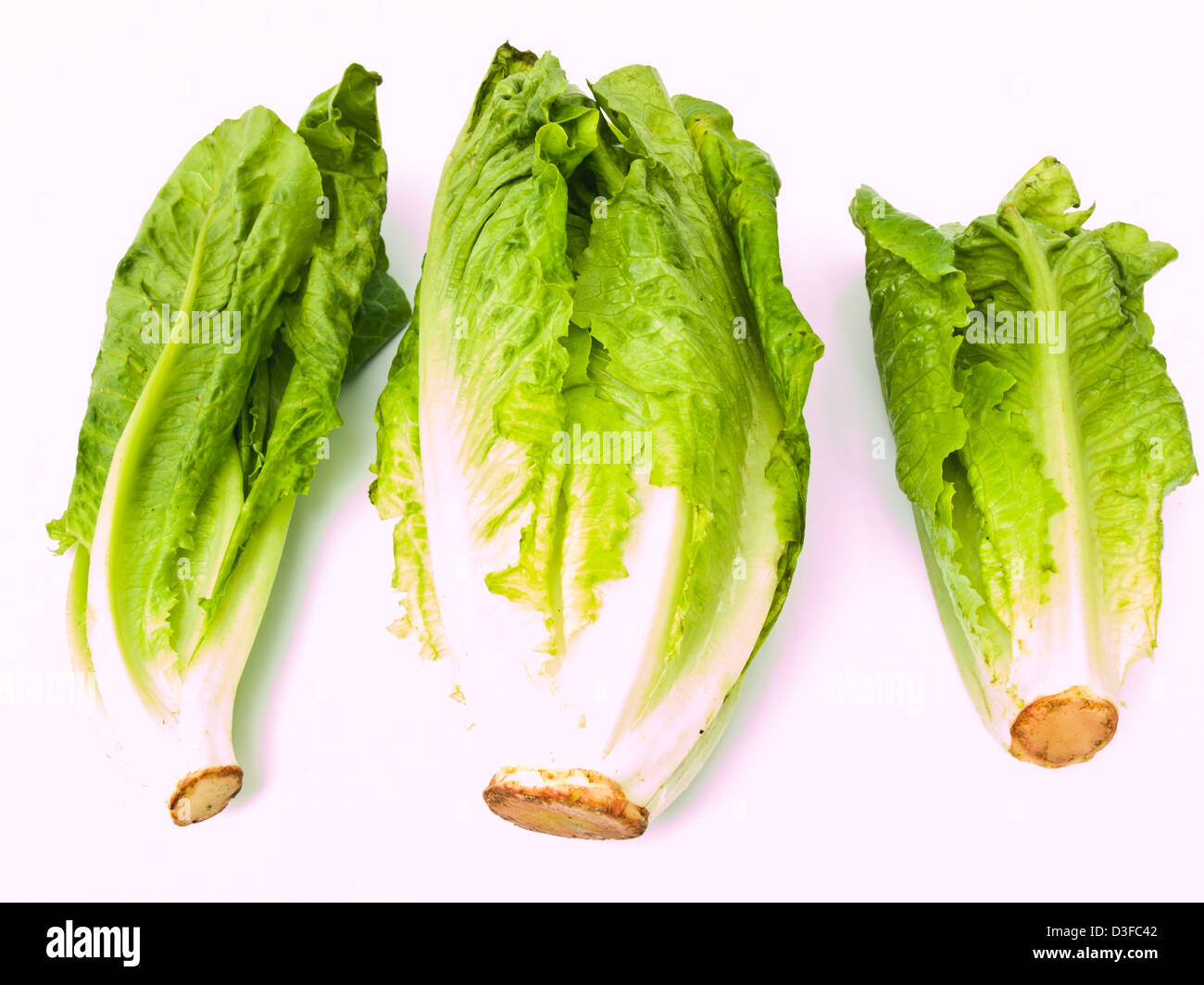 Fresh cos salad isolated on white background Stock Photo - Alamy