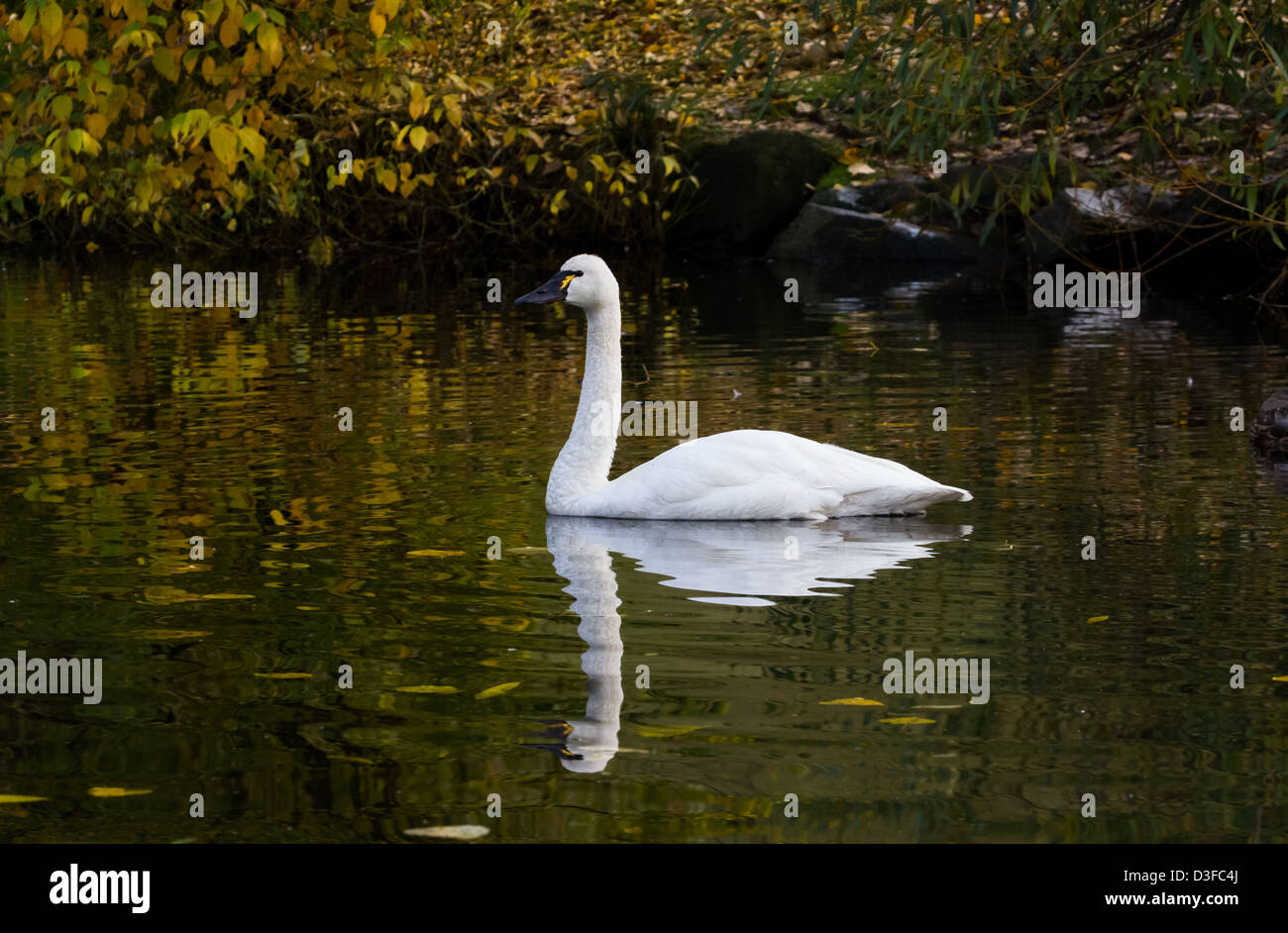 White Tundra Swan, migratory bird close up Stock Photo - Alamy