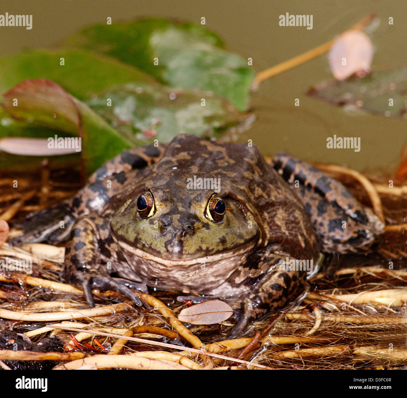 Invasive frog species photographed in a park in Riverside, California ...