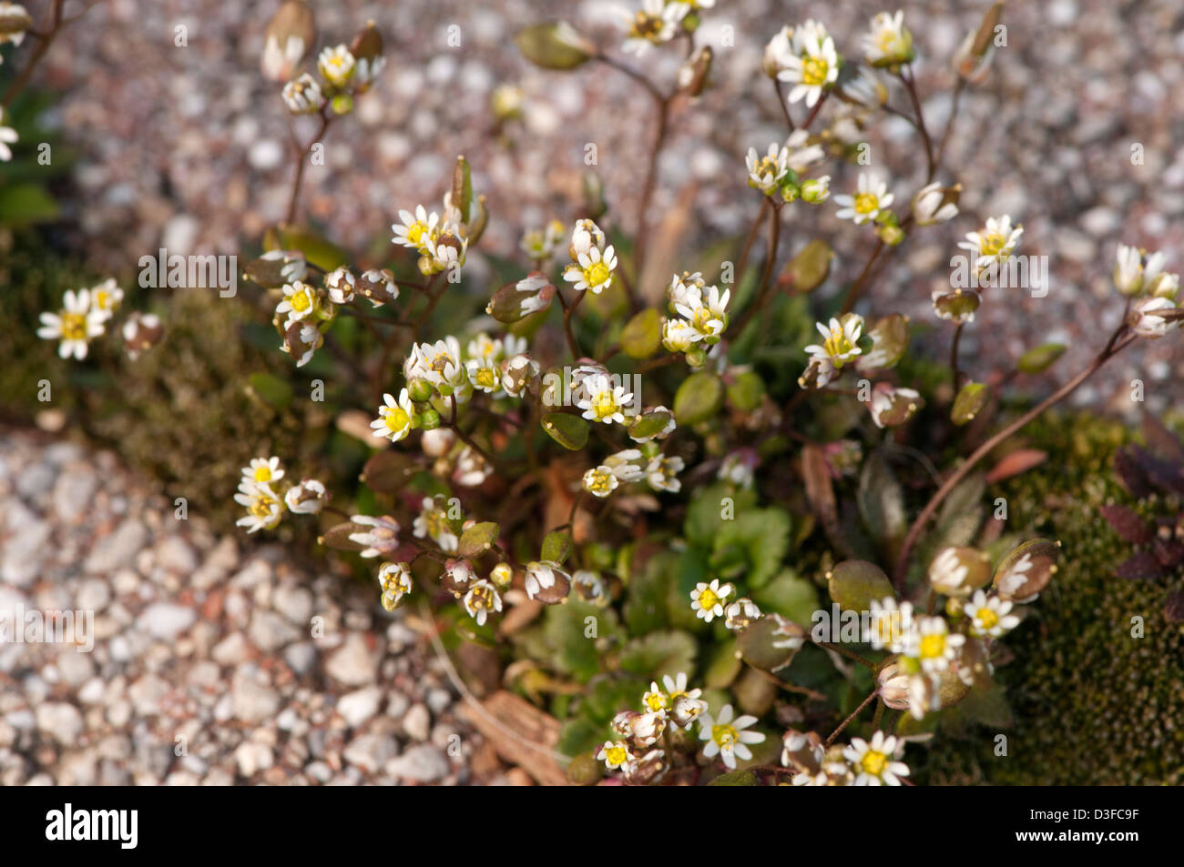 Spring draba (Draba verna, syn. Erophila verna Stock Photo - Alamy