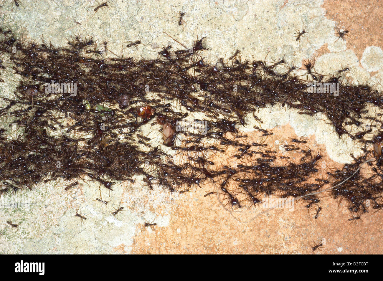 African army ants hi-res stock photography and images - Alamy