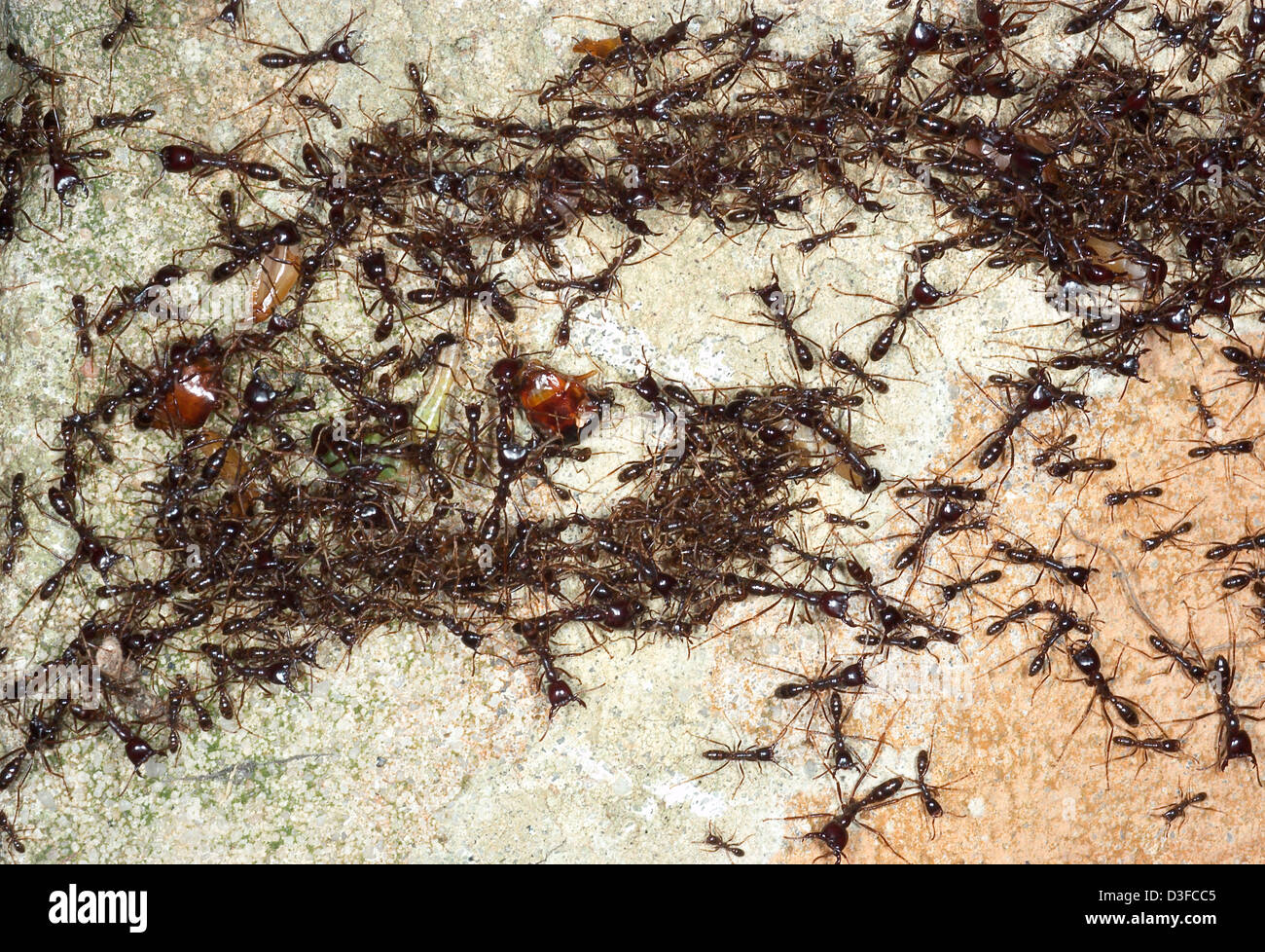 Driver ants hi-res stock photography and images - Alamy