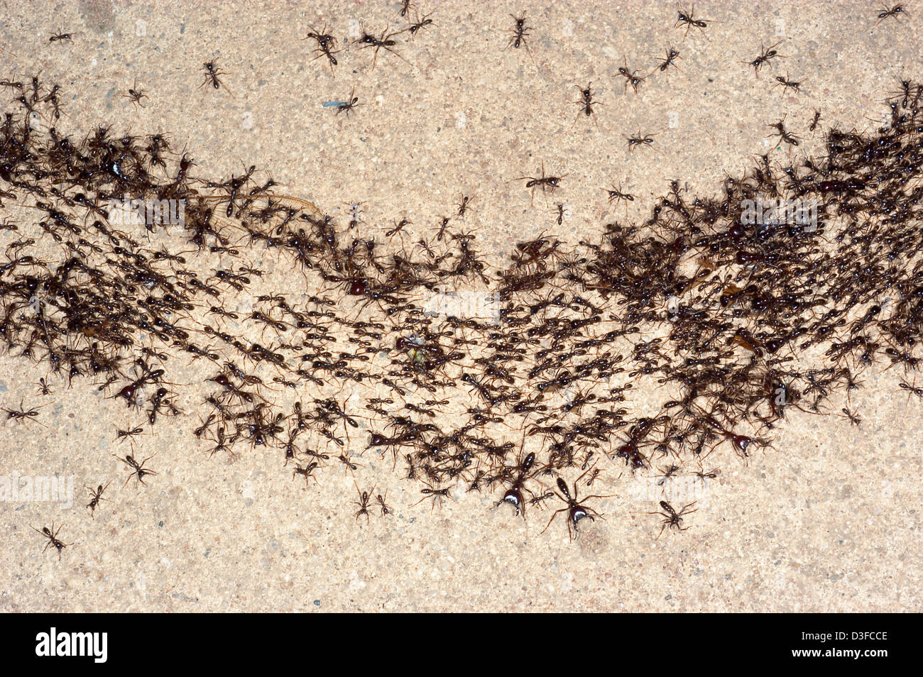 African army ants hi-res stock photography and images - Alamy