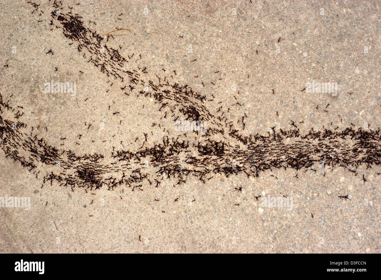 African driver ants Stock Photo - Alamy