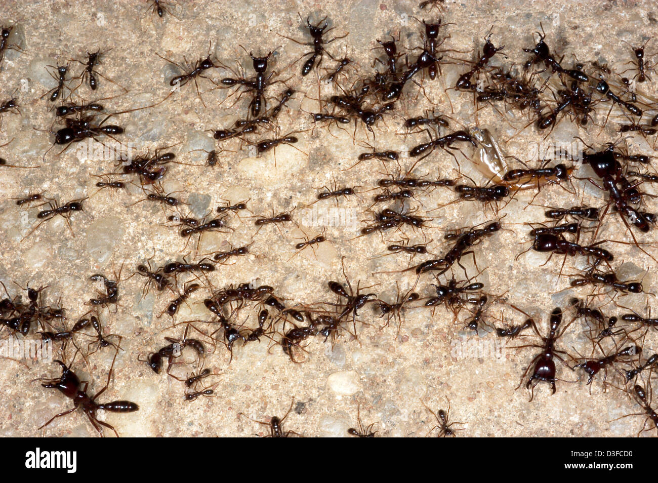 Driver ant hi-res stock photography and images - Alamy