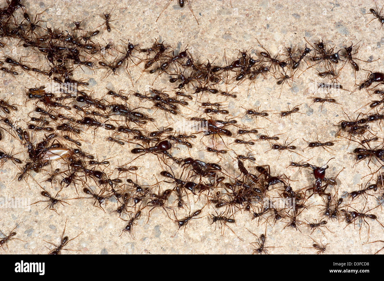 African driver ants Stock Photo - Alamy