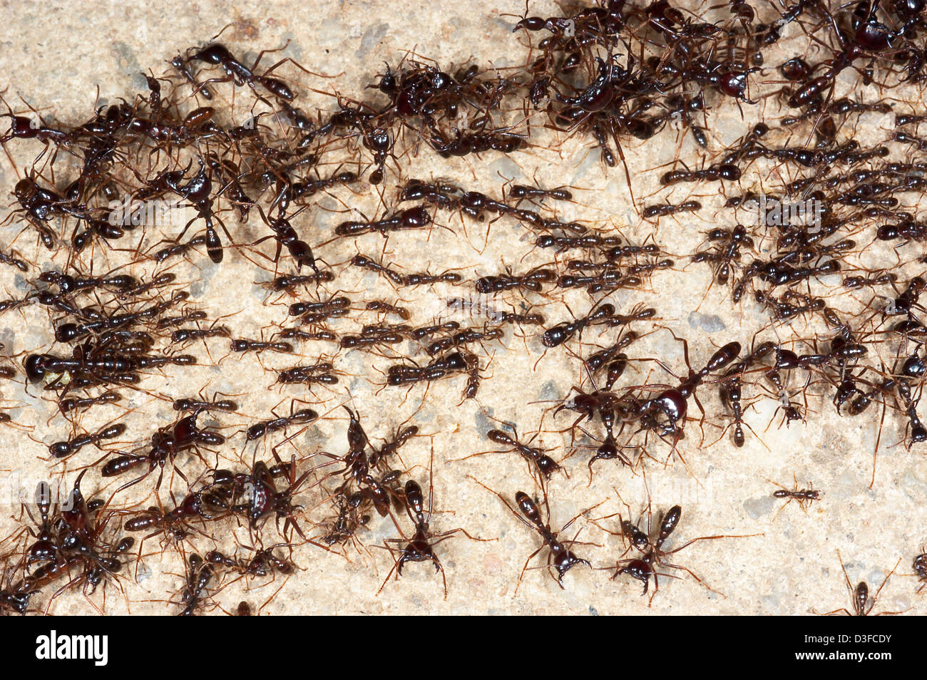 African army ants hi-res stock photography and images - Alamy