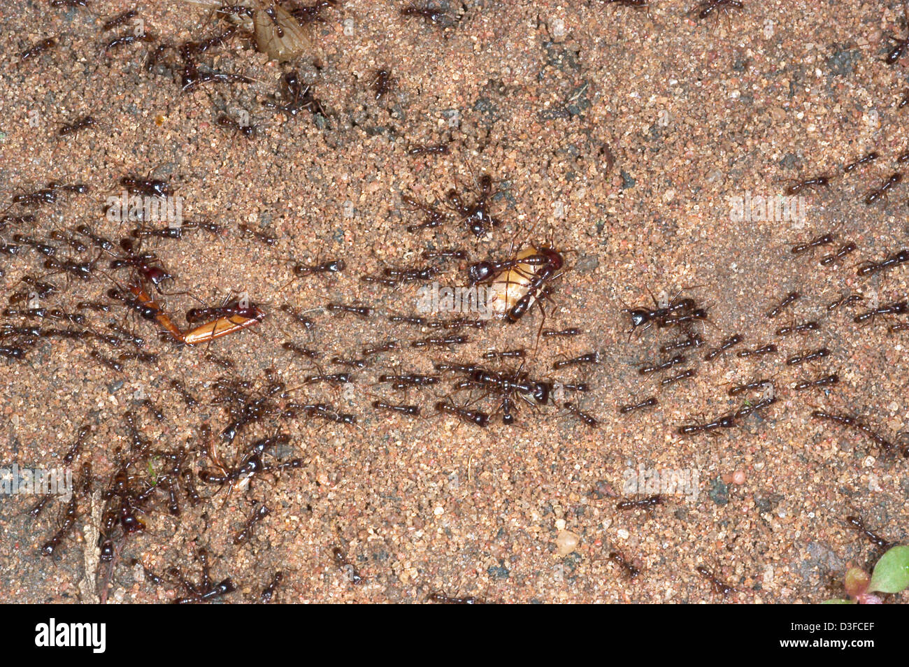 African army ants hi-res stock photography and images - Alamy