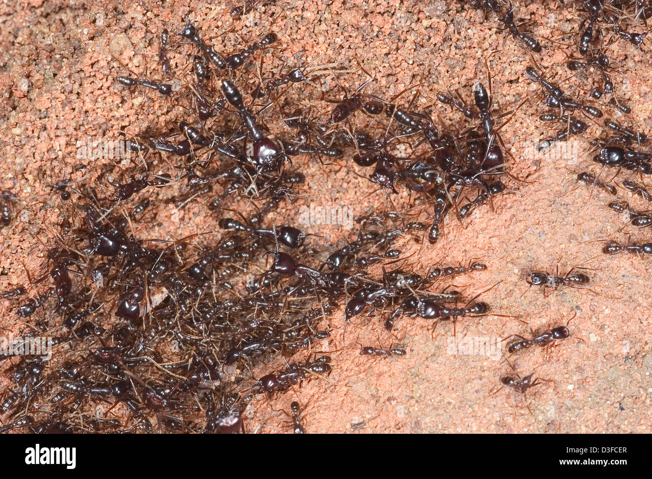 Driver Ant High Resolution Stock Photography and Images - Alamy