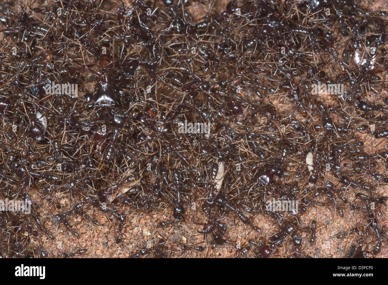 African driver ants Stock Photo - Alamy