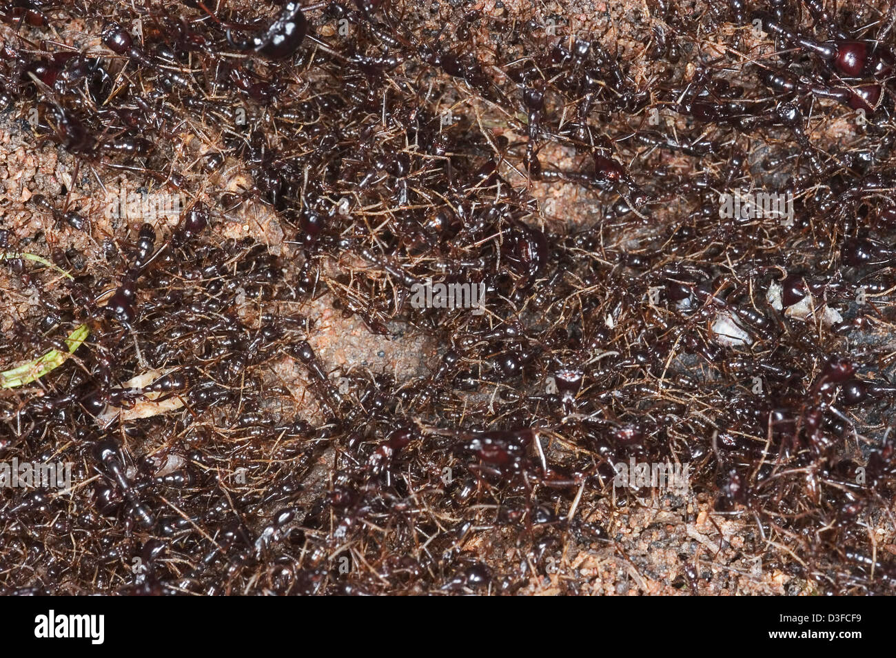 Driver ants hi-res stock photography and images - Alamy