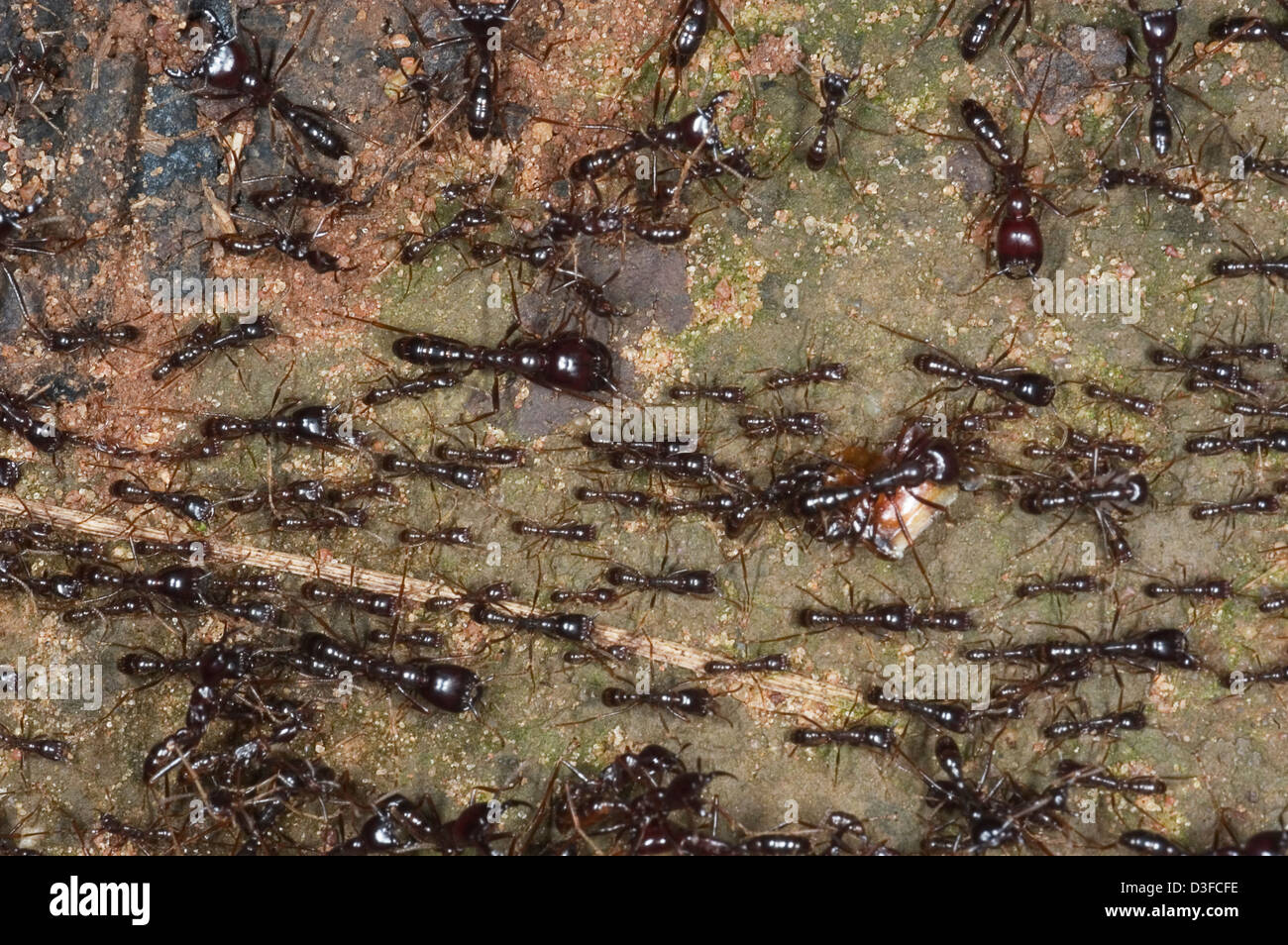 African driver ants Stock Photo - Alamy