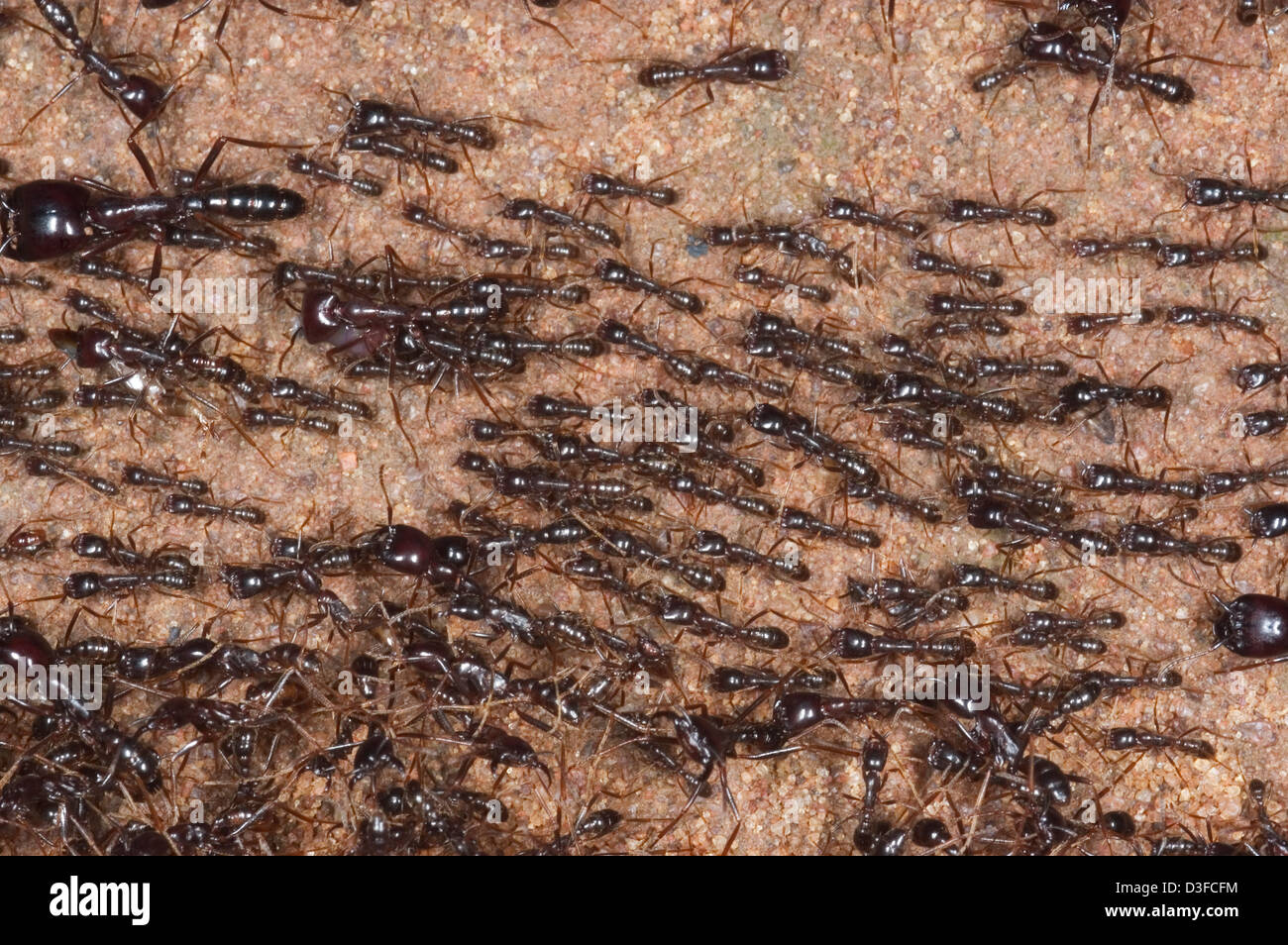 Driver ant hi-res stock photography and images - Alamy