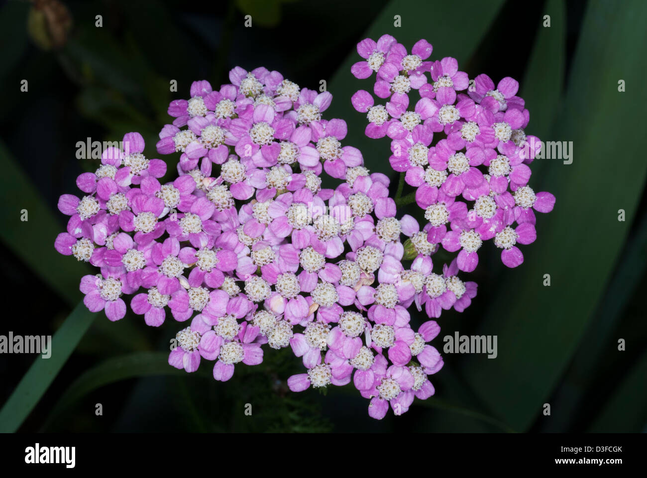 Violet achillea hi-res stock photography and images - Alamy