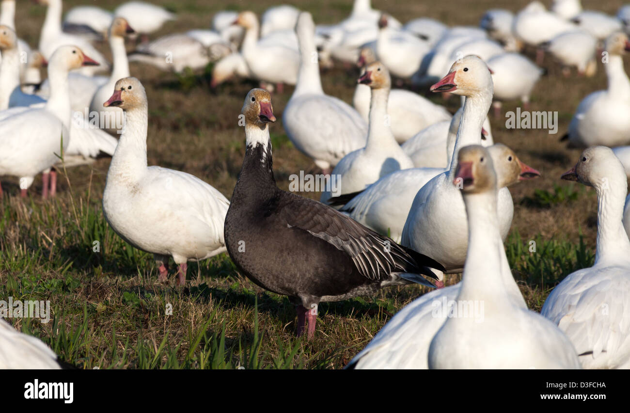 Blue goose bird hi-res stock photography and images - Alamy