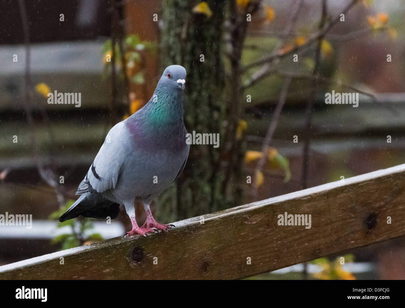 Rock pigeon hi-res stock photography and images - Alamy