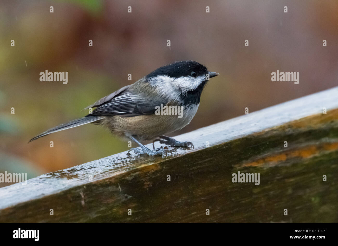 Black capped chickadee hi-res stock photography and images - Alamy