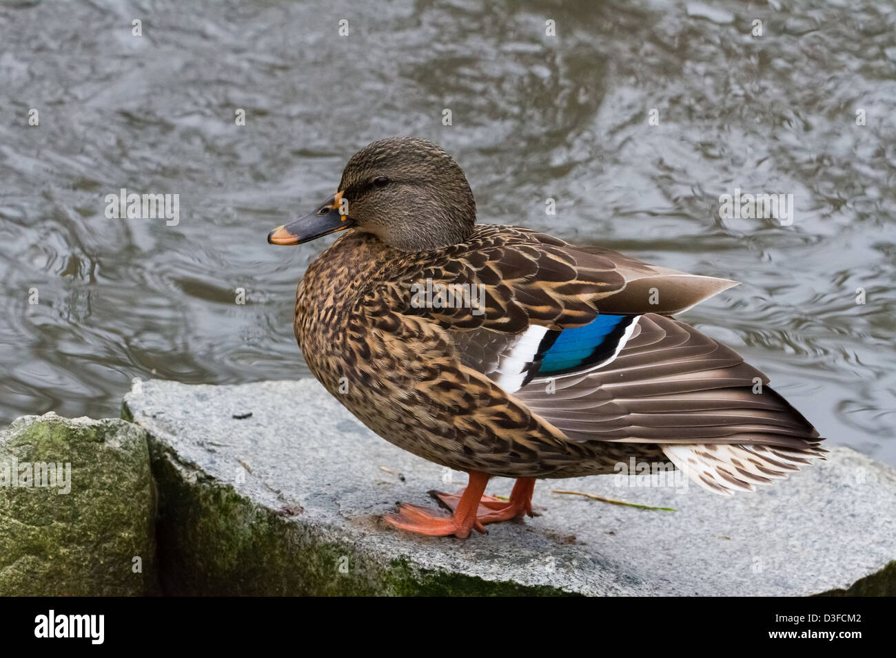 Mallard close hi-res stock photography and images - Alamy