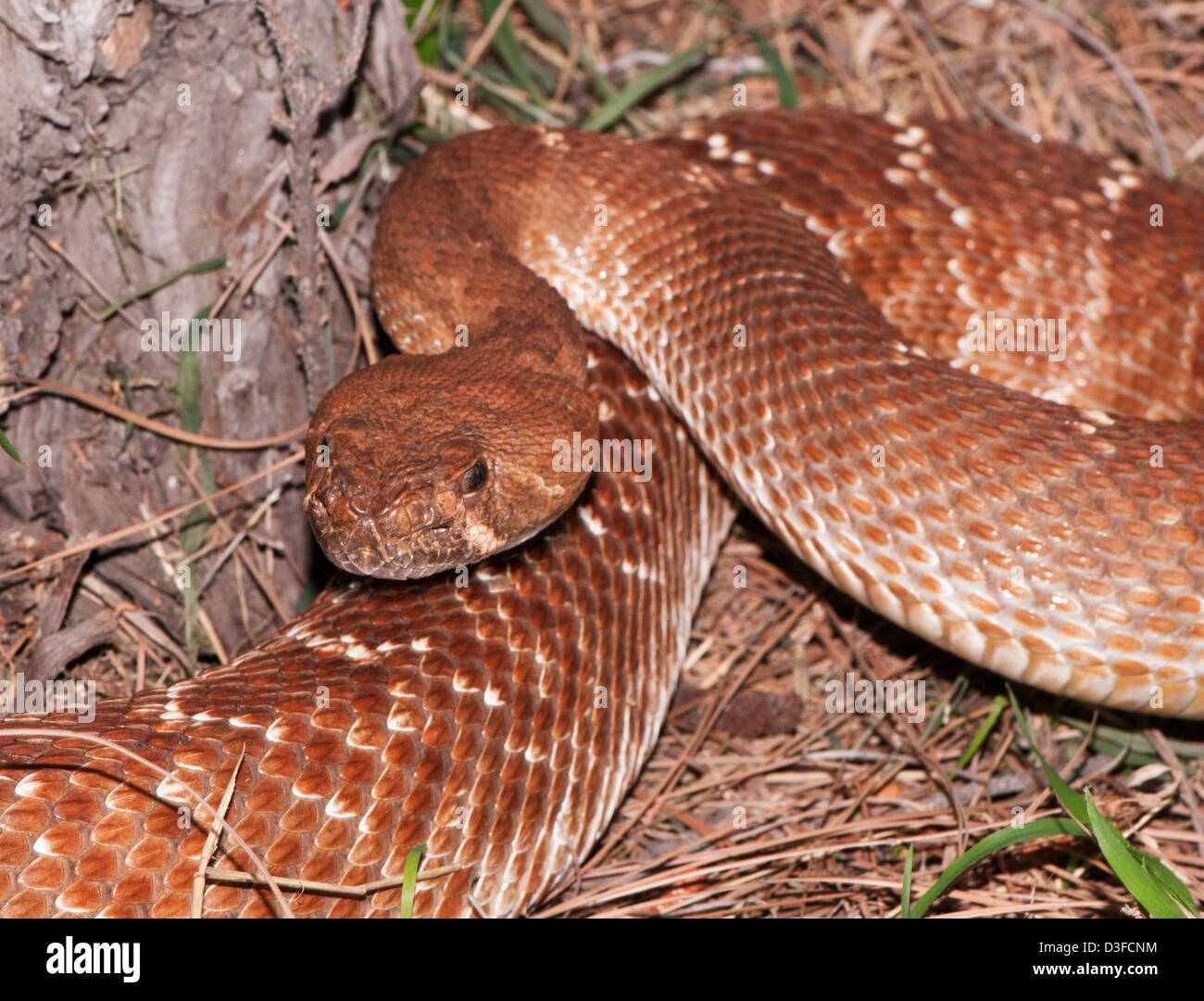 Western pacific rattlesnake hi-res stock photography and images - Alamy