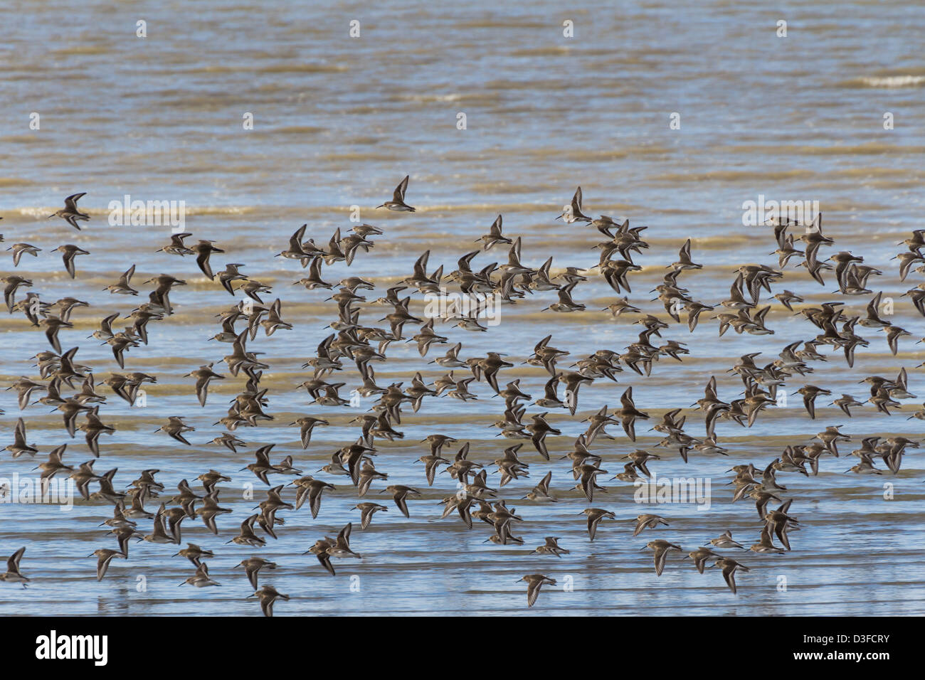 Dunlin flying hi-res stock photography and images - Alamy