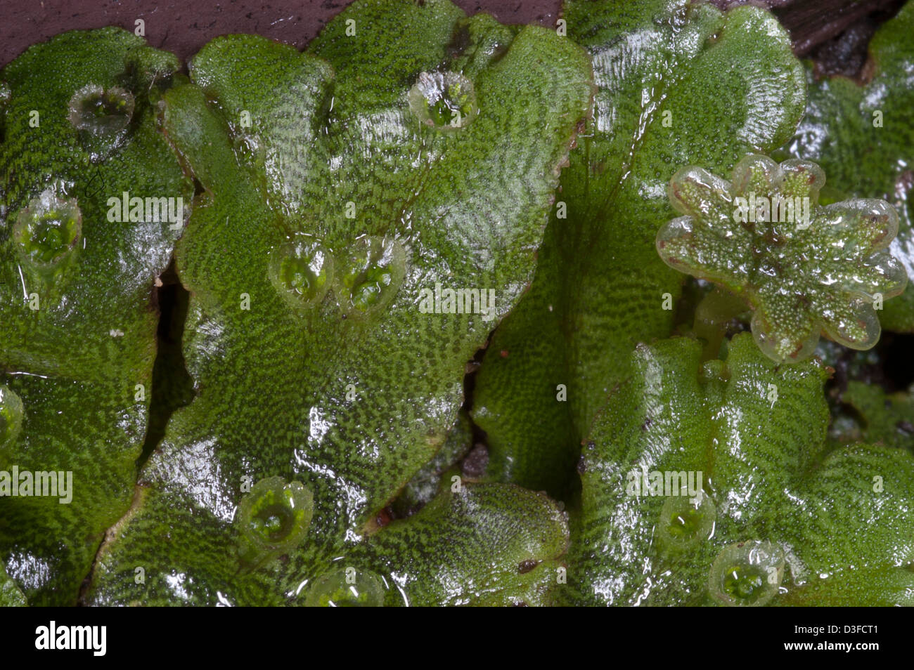 Bryophytes Liverworts