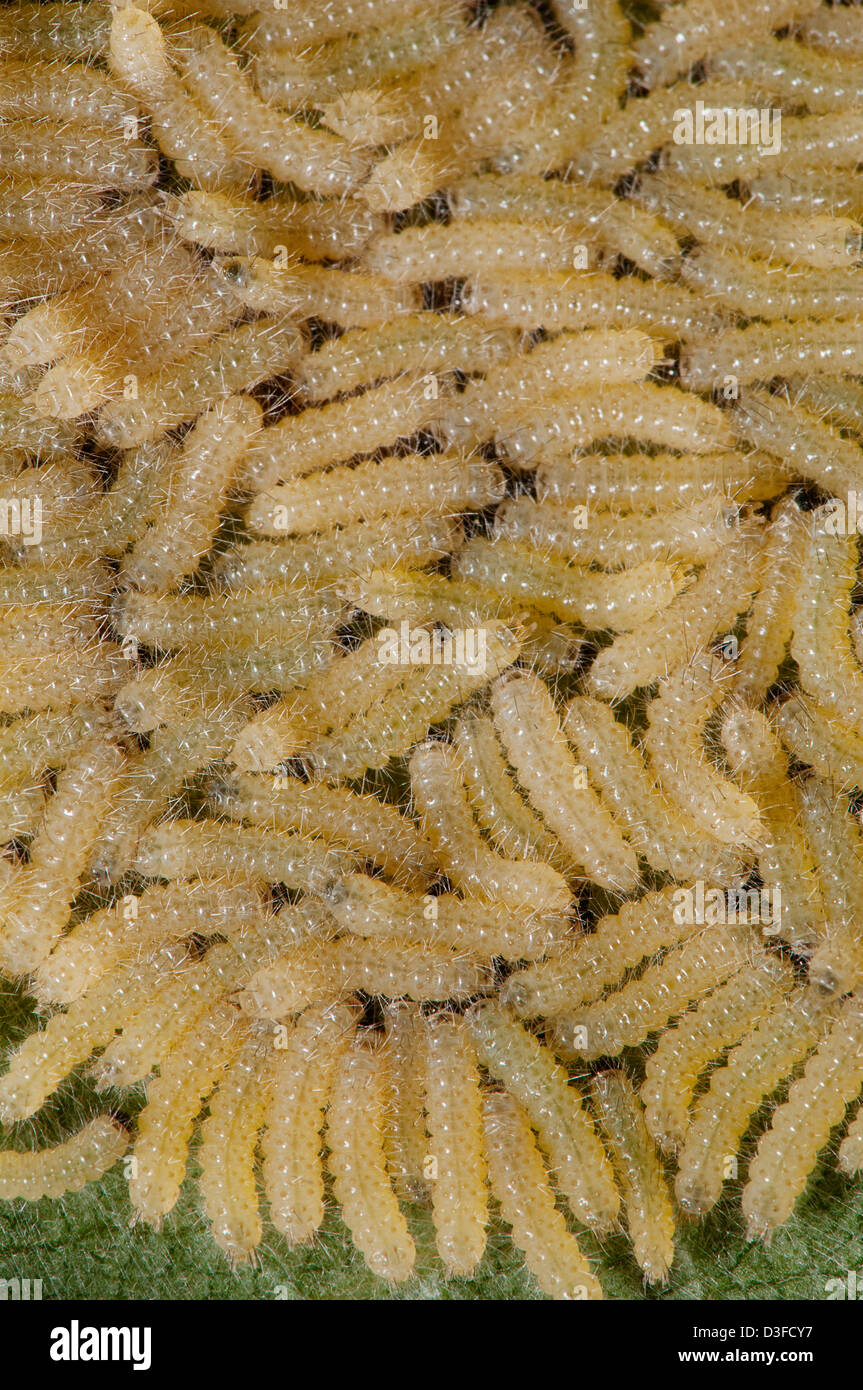 Early instar milkweed tussock moths eat milkweed leaves Stock Photo - Alamy